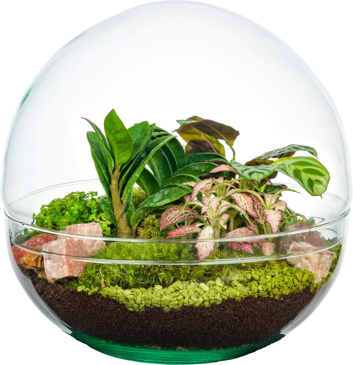 Terrarium Earth medium - kit do it yourself - mini écosystème - 2 ...