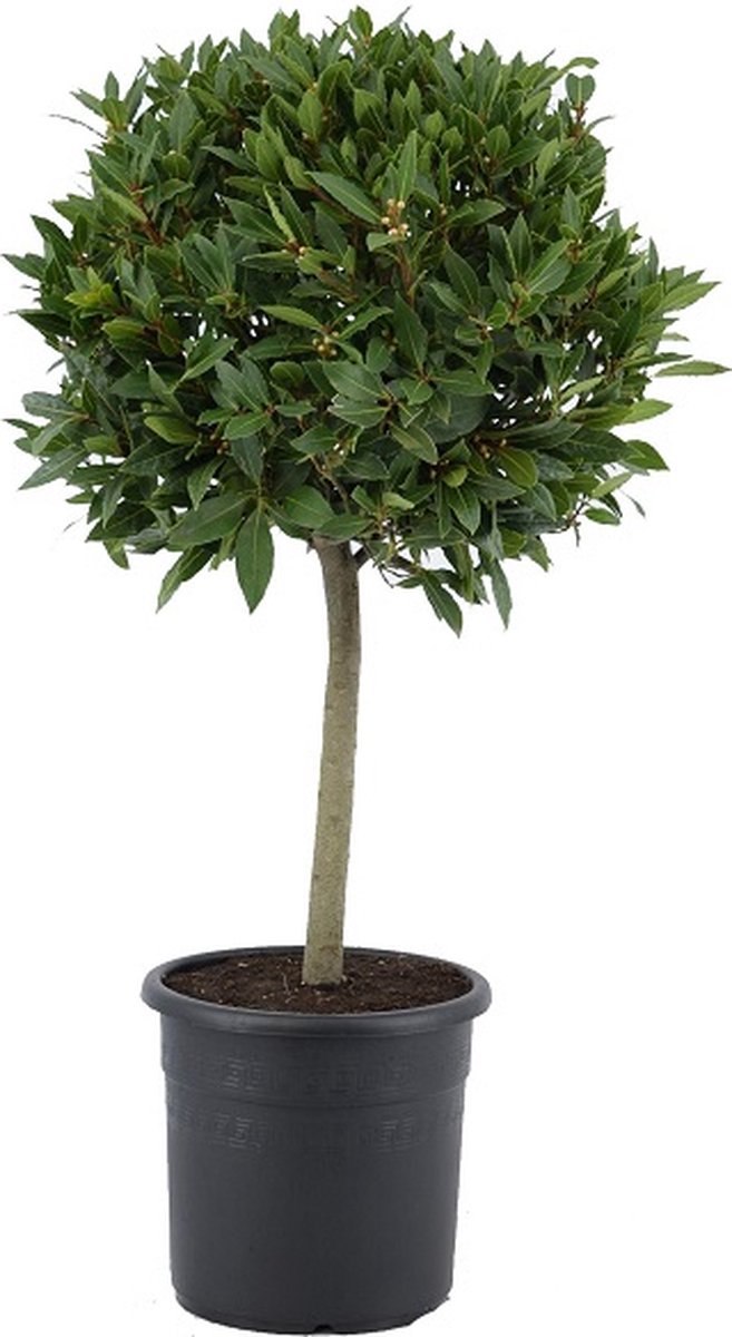 Laurier - Laurus nobilis - Stam 40, P16 BOL 25/30 | bol.com