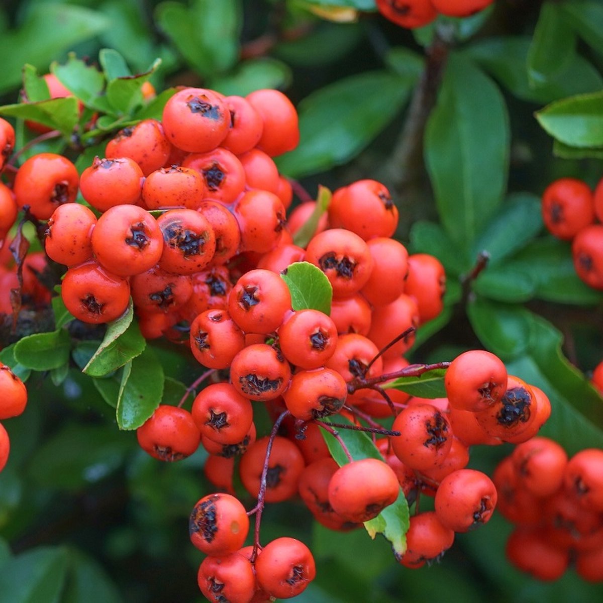 Vuurdoorn - Pyracantha cocc. 'Red Column' 50-60 cm | bol.com