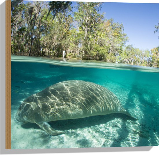 Hout - Doejong Zeekoe Zwemmend over de Bodem in Ondiep Water bij Bos ...