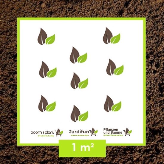 6x Vlambloem - Phlox stolonifera 'Alba' - Pot 9x9cm | bol