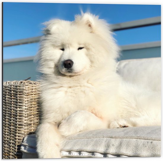 Gigantische Witte Hond Berghond Van De Maremmen Alles Over Dit