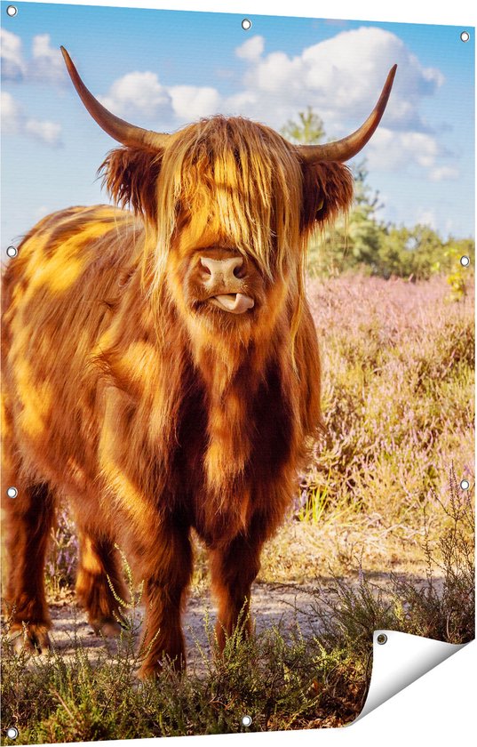 Gards Tuinposter Schotse Hooglander Koe in de Wei - 90x120 cm - Tuindoek -... | bol
