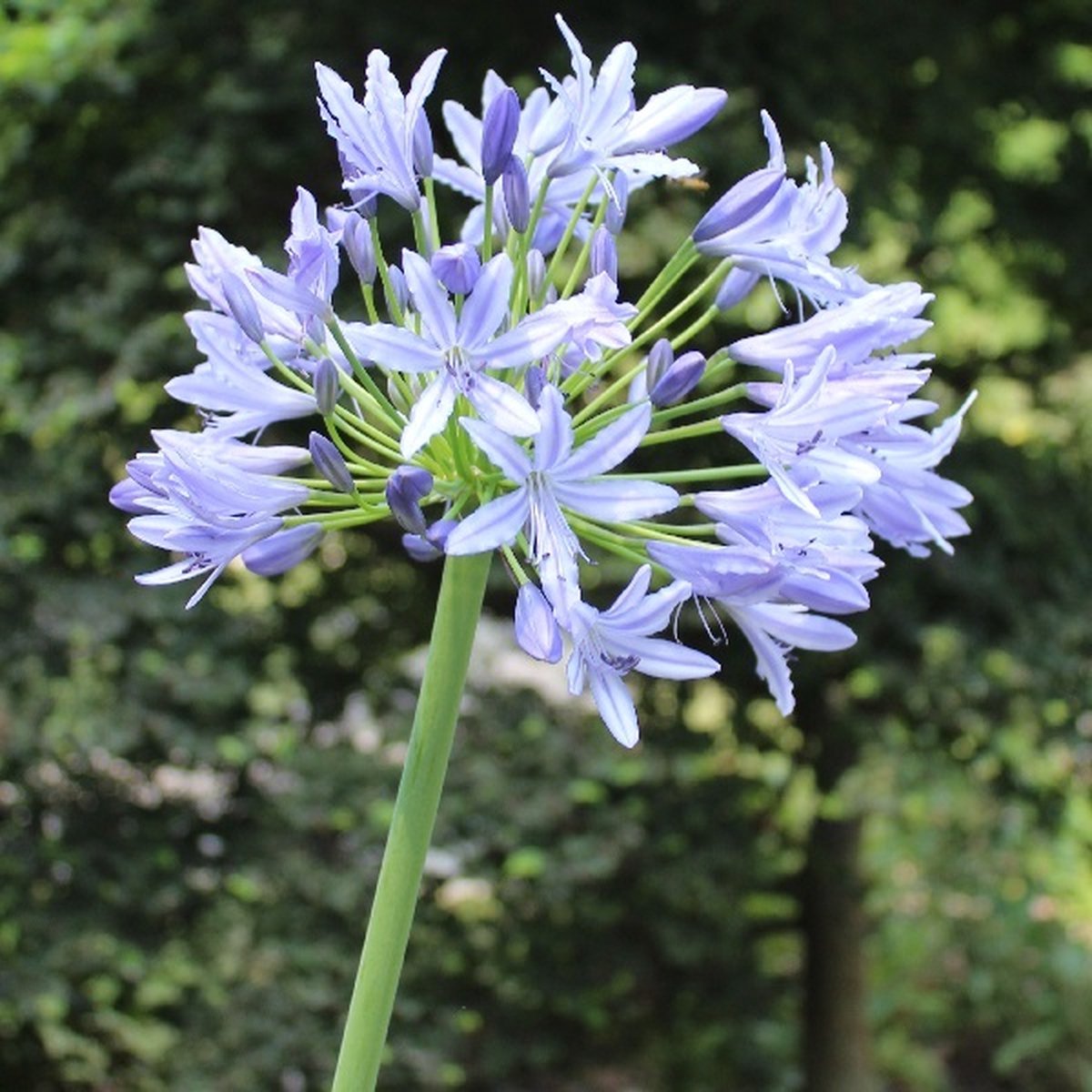 6x Tuberoos - Agapanthus africanus - Pot 9x9cm | bol