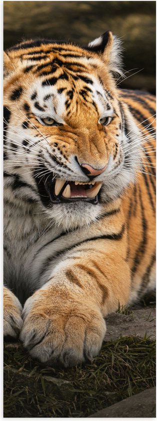 Poster (Mat) - Boze Siberische Tijger liggend in het Gras - 40x120 cm Foto op... | bol