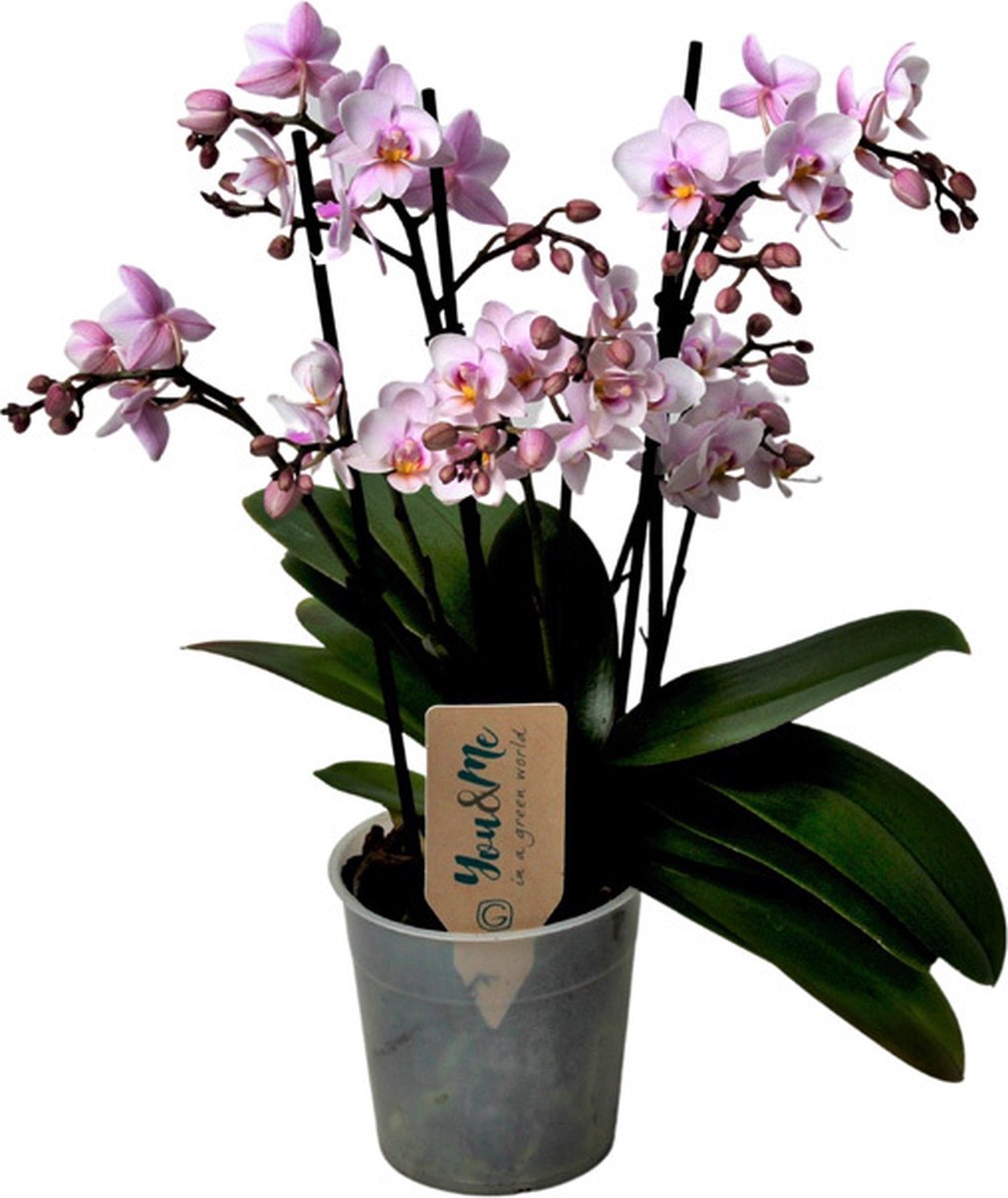 Phalaenopsis Multiflora Orchidee - Kamerplant - Roze - Met Kwekerspot ...