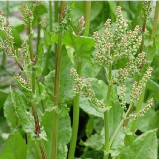 6x Zuring - Rumex acetosa - Pot 9x9cm | bol