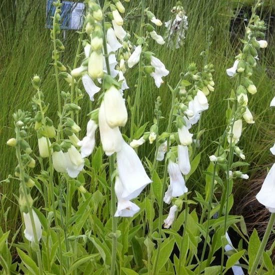 6x Vingerhoedskruid - Digitalis purpurea ‘Alba’ - Pot 9x9cm | bol