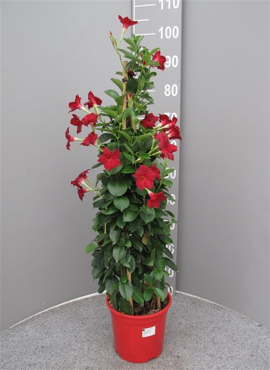 Mandevilla (Dipladenia) Bella 80-100cm - bloemen - rijkbloeiend ...