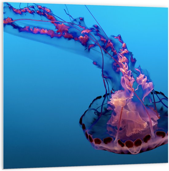PVC Schuimplaat - Roze met Paarse Kwal in Felblauwe Zee - 100x100 cm ...