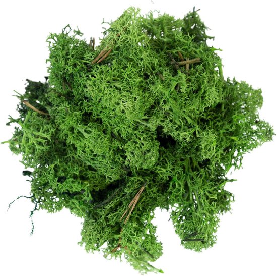 Donkergroen Rendiermos - Doosje 50gr - My Village | bol