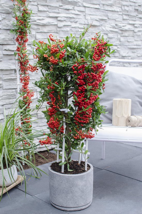 Pyracantha coccinea 'Red Star' - ↨75cm - Ø23 | bol.com