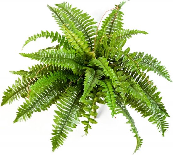 Everplant Kunst Varen Boston 60 cm - Kunstplanten - Kunstplanten Voor ...