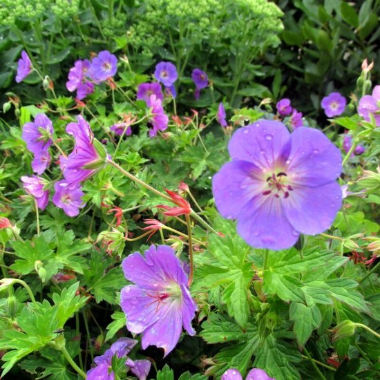 6 x Geranium Rozanne Paars|Roze - Tuinplanten Winterhard - Ooievaarsbek ...