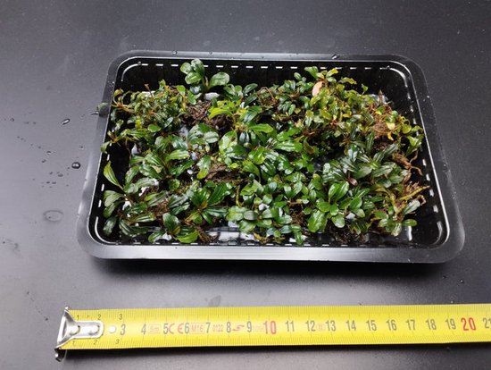 Bucephalandra Brownie SP Mix Clumps 50 gram | bol.com