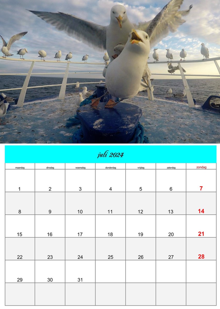 Pedro Rappé - jaarkalender 2024 - kalender 2024 - het zeeleven met de ...