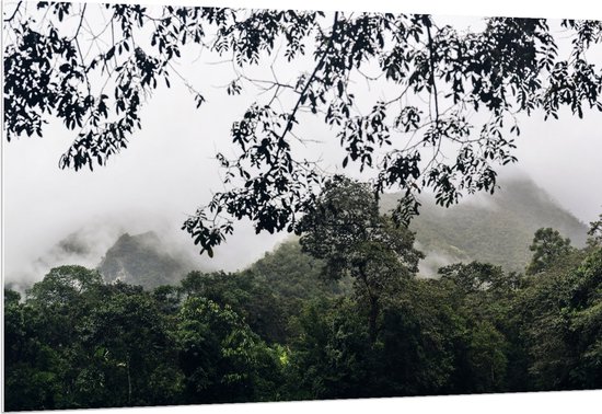 WallClassics - PVC Schuimplaat- Takken Groeiend aan Boom boven ...