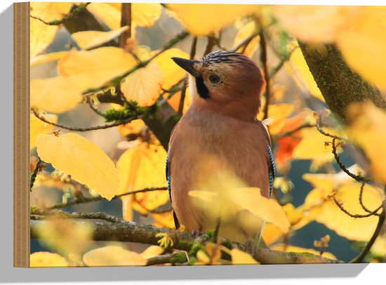 Hout - Gaai Vogel tussen de Bladeren en Takken van Boom - 40x30 cm - 9 ...