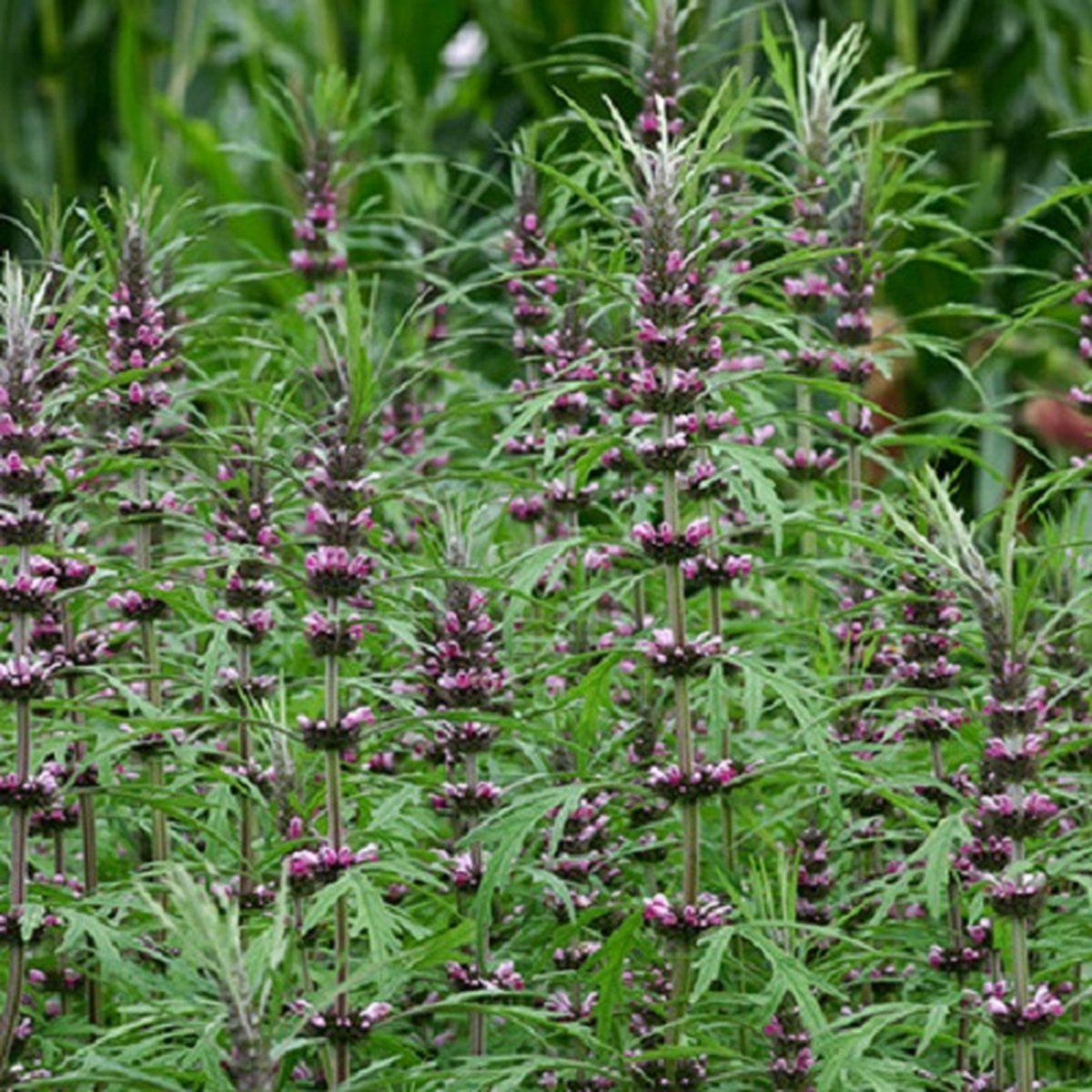 Leonurus Pink Moederskruid roze | bol.com