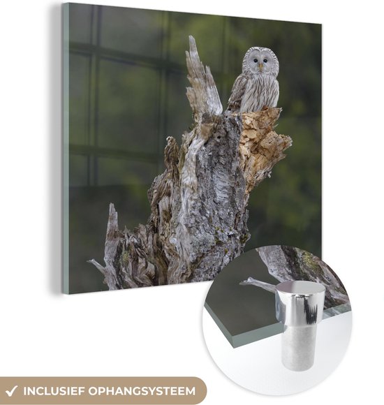 MuchoWow® Glasschilderij 90x90 cm - Schilderij acrylglas - Oeraluil op een oude... | bol