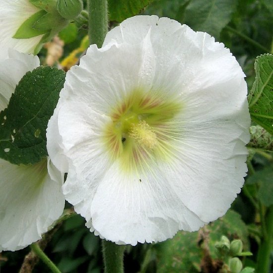 6x Stokroos - Alcea rosea ‘Alba’ - Pot 9x9cm | bol