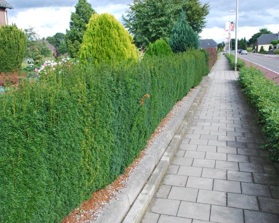 Plants Online - Haagplanten - Taxus media 'Hillii' - Kluit 50-60 cm ...