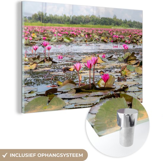 MuchoWow® Glasschilderij 30x20 cm - Schilderij acrylglas - Roze waterlelies in een... | bol