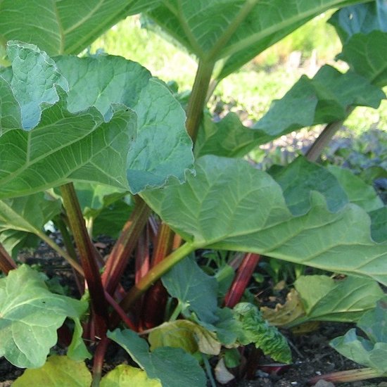 6x Rabarber - Rheum rhabarbarum - Pot 9x9cm | bol