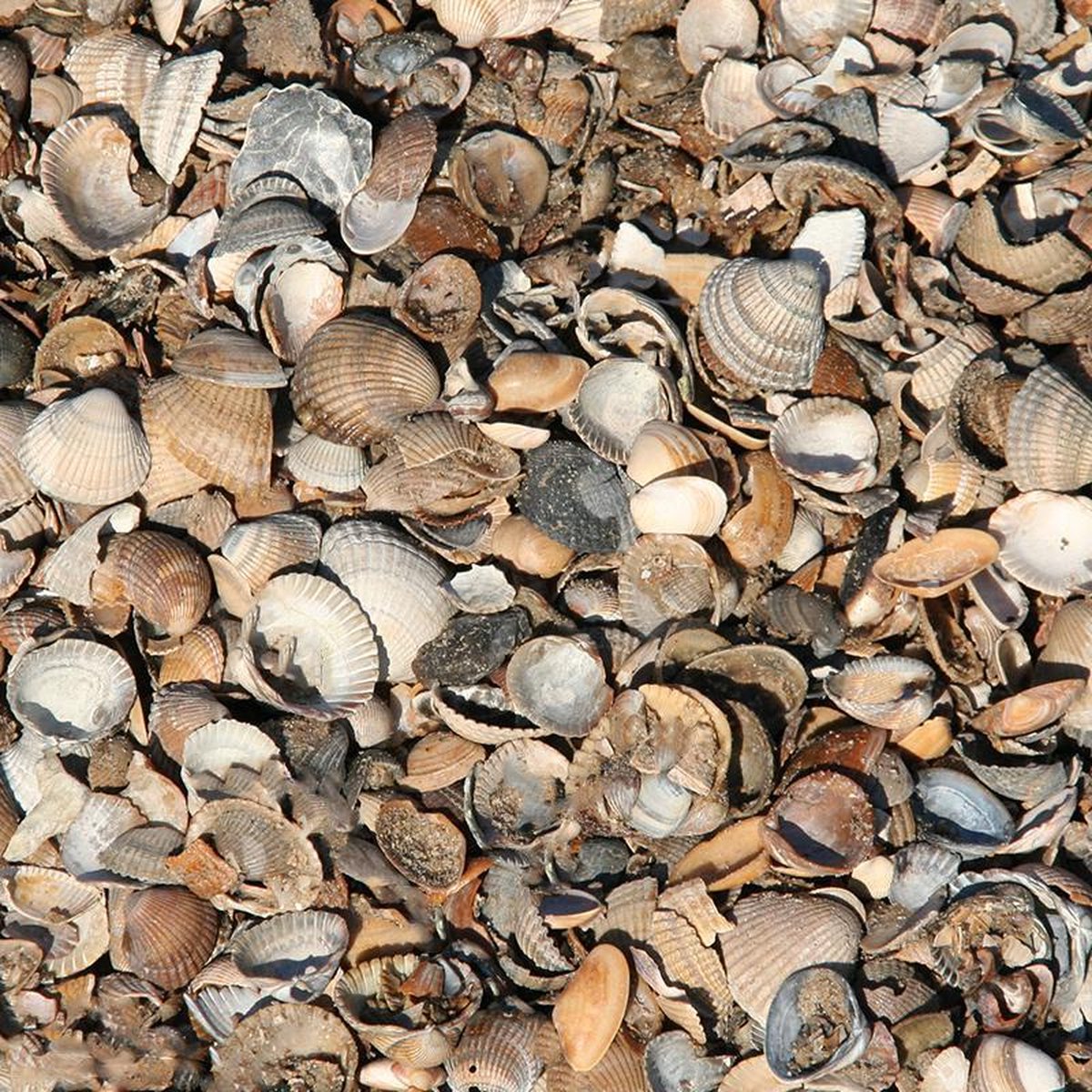 Schone Schelpen 1 Kuub - Schelpen voor de tuin - 1000 kg - Tuinschelpen ...