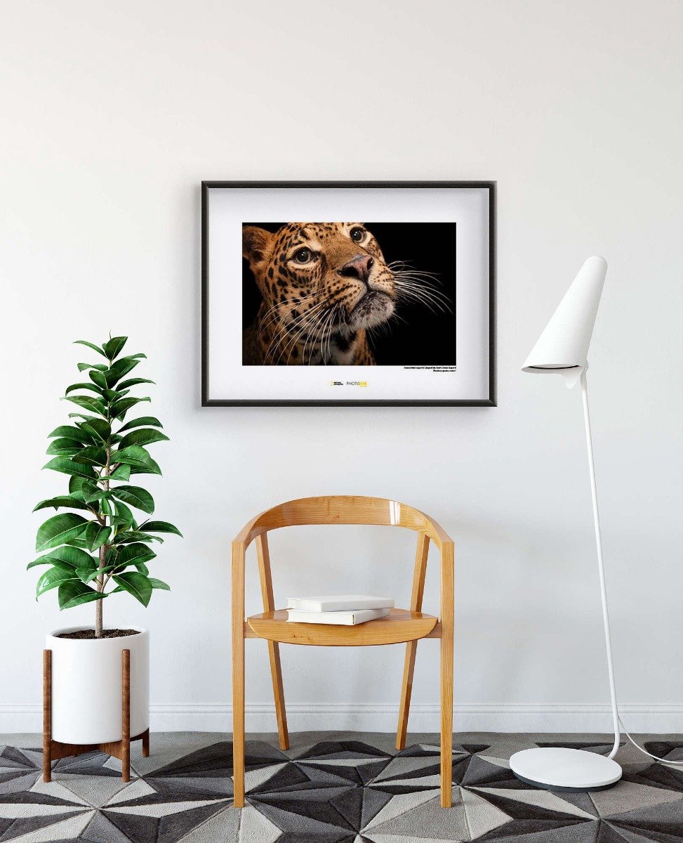 National Geographic Poster - Javaanse Luipaard - 50 X 70 Cm ...