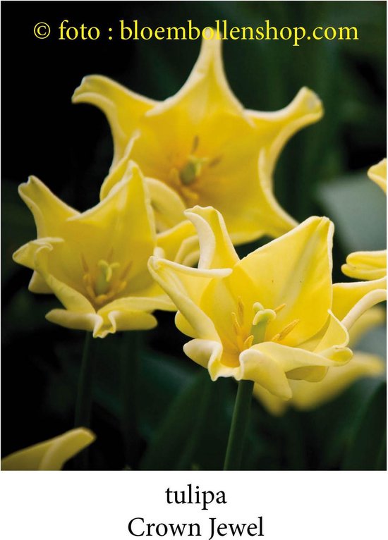 tulp Crown Jewel 25 bollen maat 12/+ tulpen bloembollen | bol