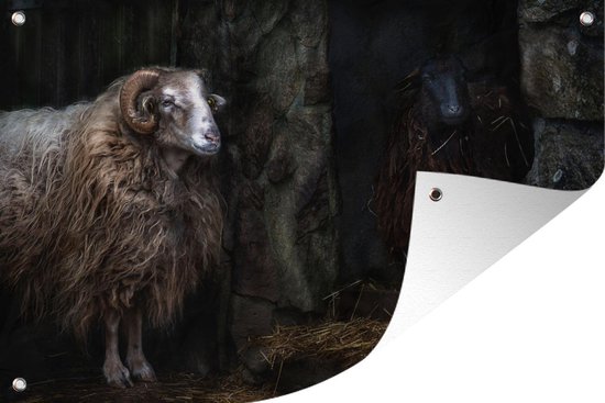 Tuinposter Schaap - Stal - Hoorn - 130x80 cm - Wanddecoratie Buiten ...