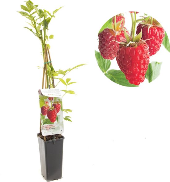 Doornloze herfstframboos Solu (Rubus idaeus) - frambozenstruik ...