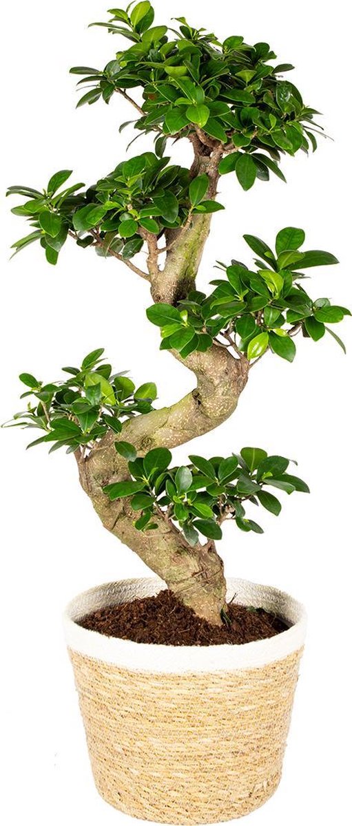 Bonsai boompje | Ficus 'Ginseng' S-vorm – Kamerplant in siermand ⌀21 cm ...
