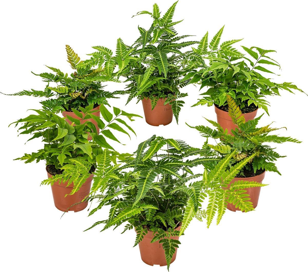 6x Varen Mix - Buitenvaren - Varen - Winterhard - ⌀12 cm - 20-30 cm ...