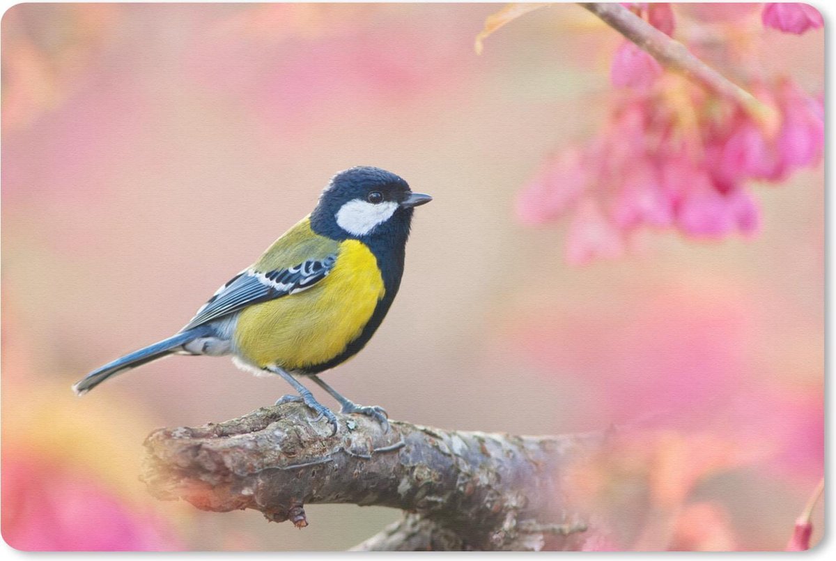 Muismat Mees - Zachte kleuren rond de gele koolmees muismat rubber ...