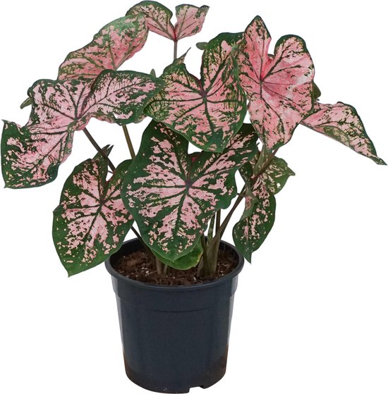 XL Caladium Florida Elise zonder pot ↕70cm - Kamerplant | bol.com