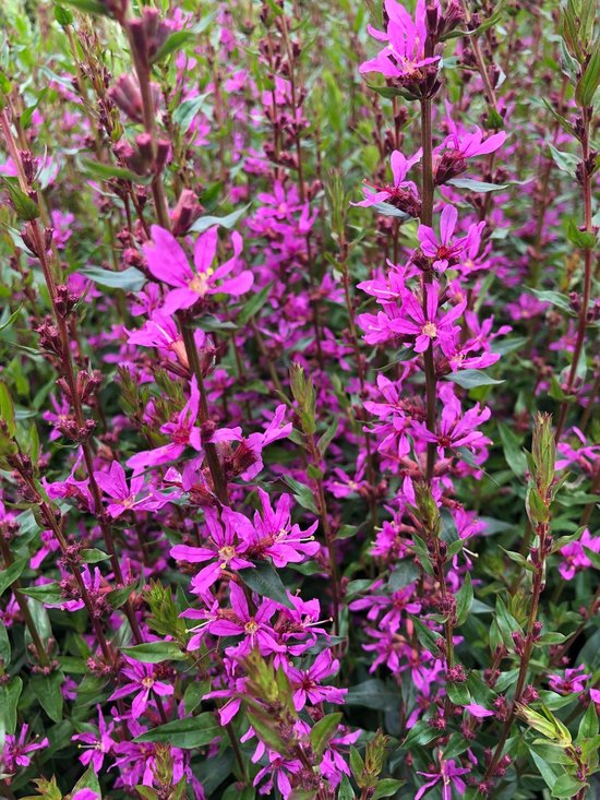 6 x Lythrum virgatum 'Dropmore Purple' - Kattestaart - P9 Pot (9 x 9cm ...