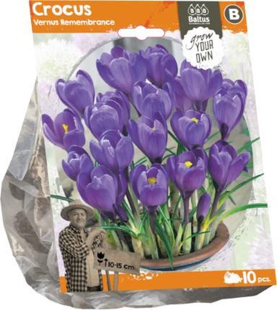 Crocus Vernus Remembrance (Sp) per 10 | bol