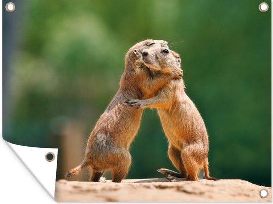 Tuinposter - Tuindoek - Tuinposters buiten - Prairiehond - Zand ...