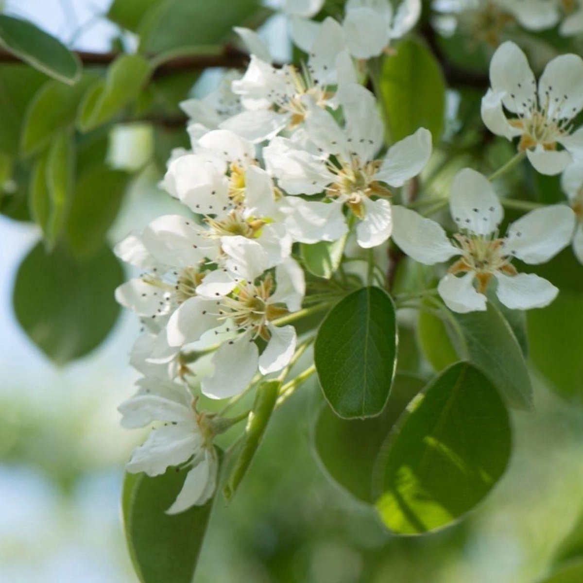 Sierpeer Leiboom | bol.com