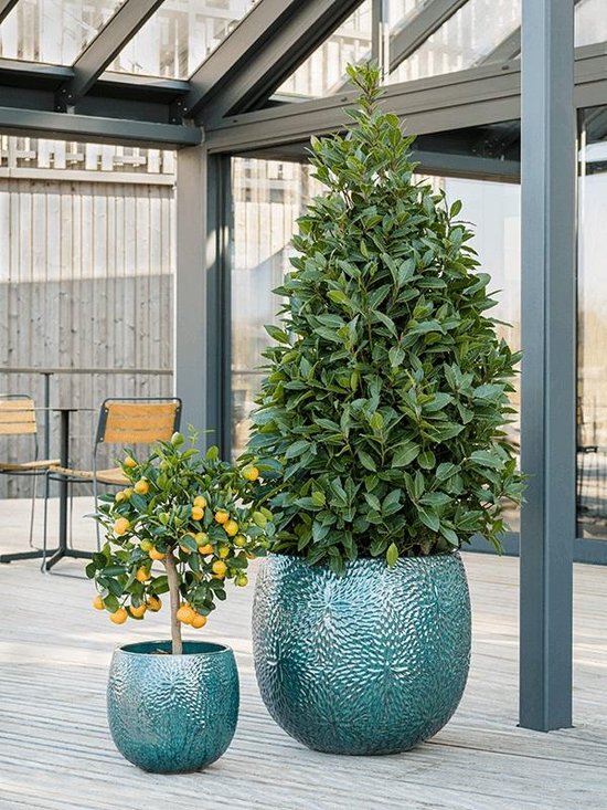 Laurierboom Laurus Nobilis Pyramide 140 cm tuinplant | bol.com