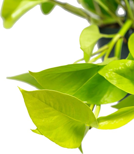 Scindapsus Golden Pothos | Drakenklimop | bol