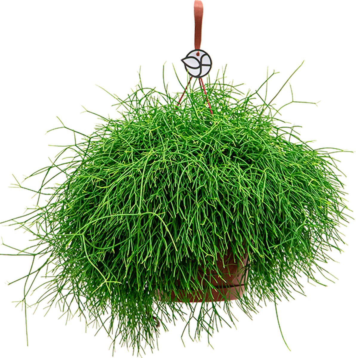 Rhipsalis Cassutha Koraalcactus 4913