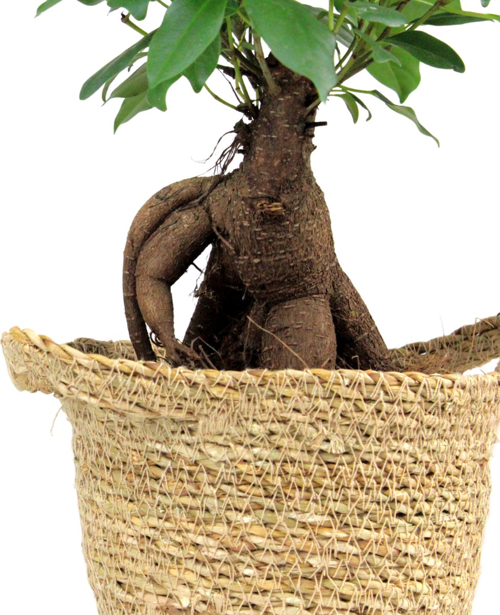 Ficus Ginseng + Rieten mand - Bonsai boompje - 30cm hoog - Ø12cm ...