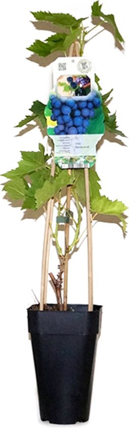 Blauwe druif - Vitis Rembrandt - druivenplant - druivenstruik - eigen ...