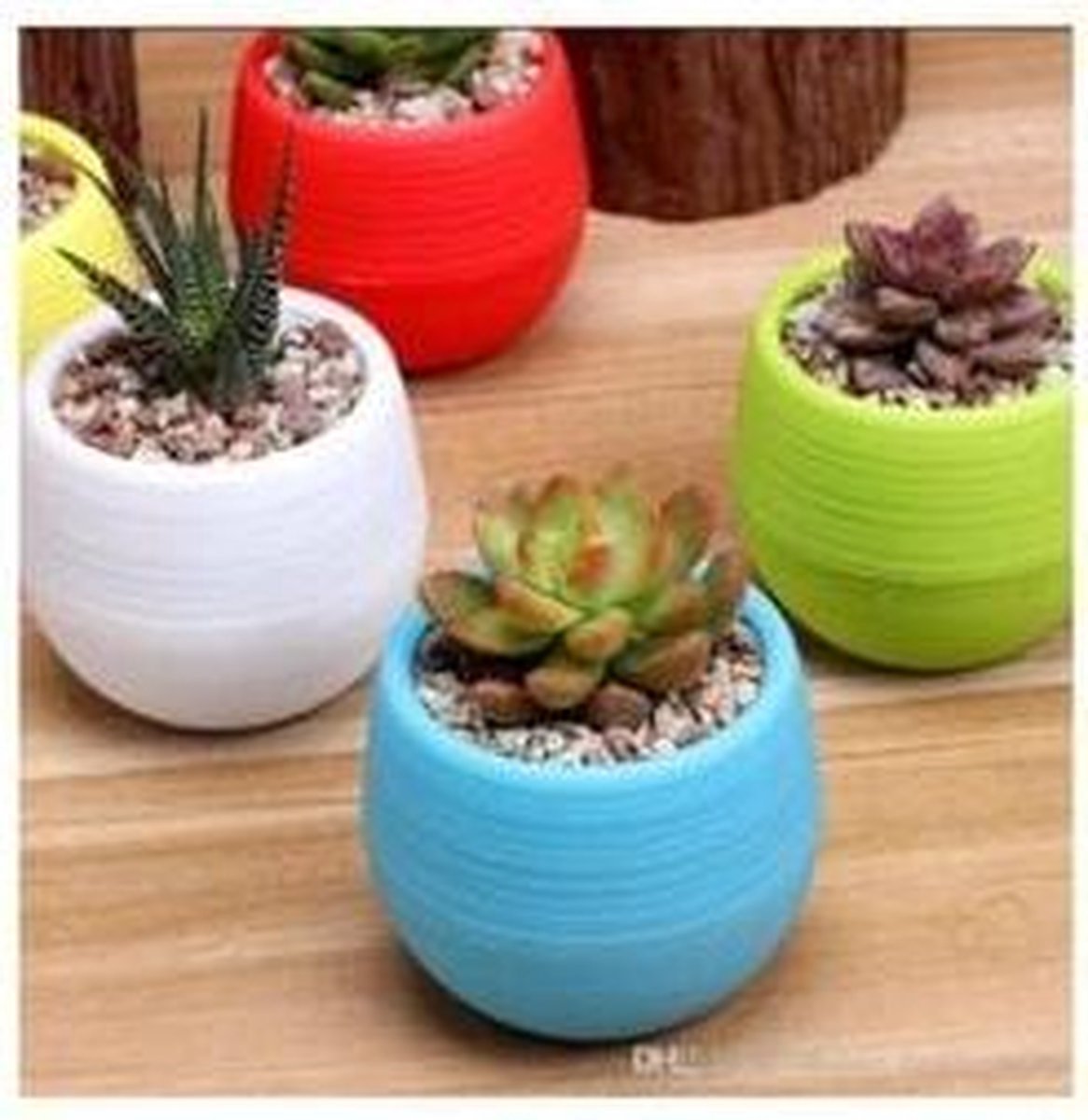 6st ronde cactus bloempotjes gebroken wit 6cm met wateropvang drainage ...