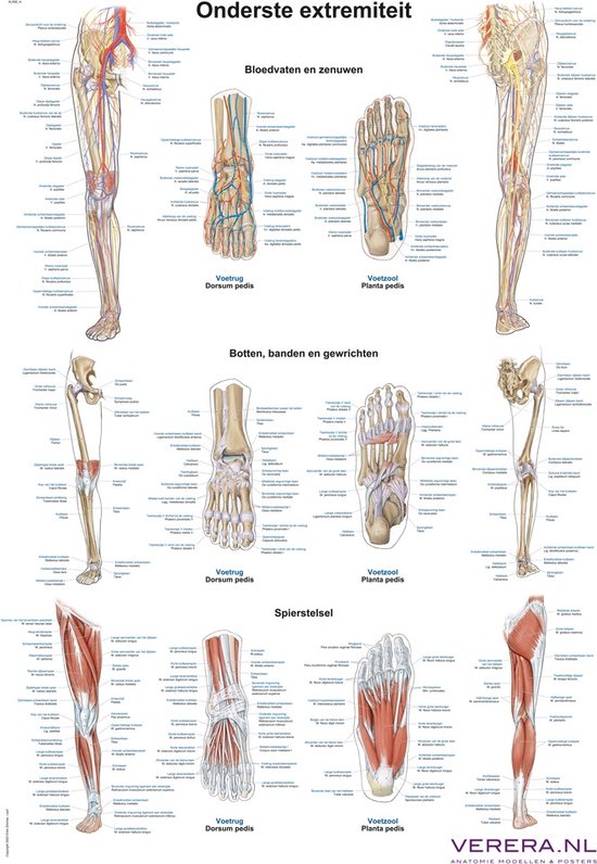 Anatomie poster onderste extremiteit (Nederlands/Latijn, papier, 50x70 cm) | bol
