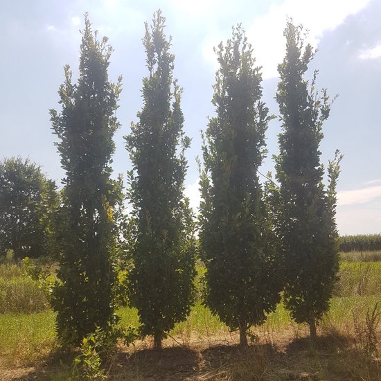 Zuileik - Quercus robur Fastigiate Koster | Omtrek: 14-18 cm | Hoogte ...