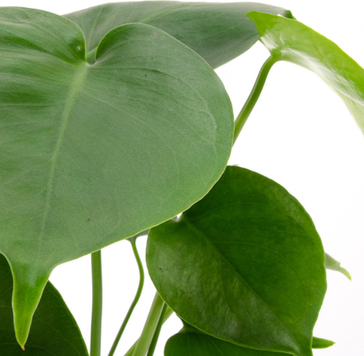 Plante d'intérieur Monstera Deliciosa Tauerii - Plante trouée - ± 30cm ...
